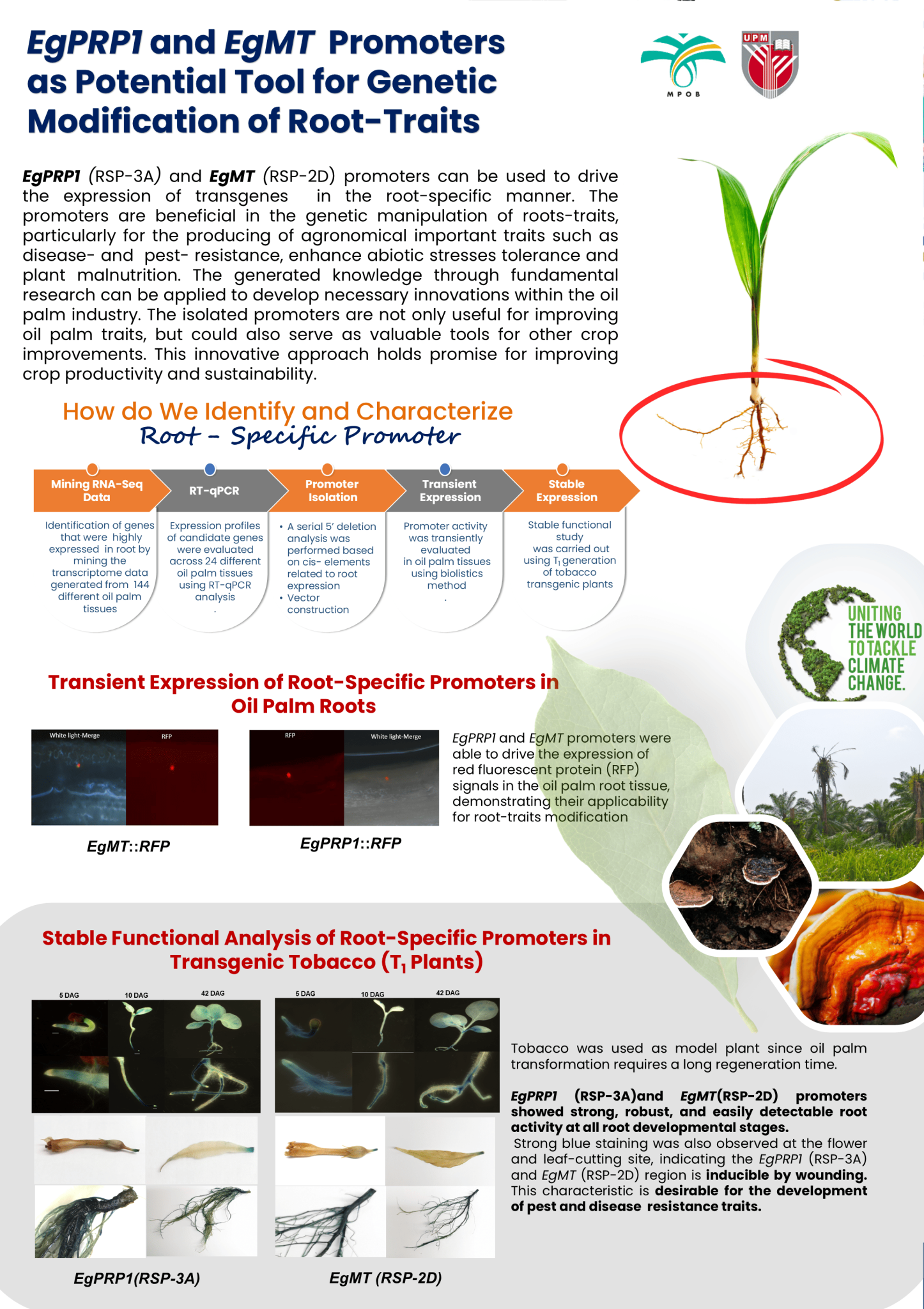 EgPRP1 and EgMT Promoters as Potential Tools for Genetic Modification ...